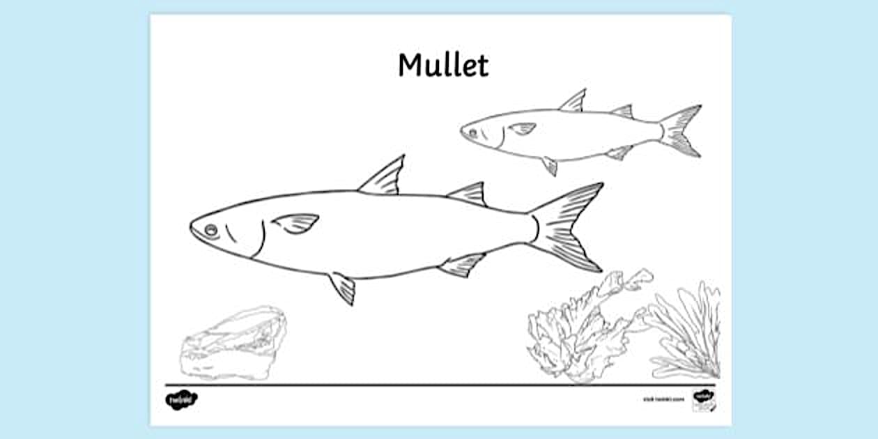 Mullet Colouring Sheet | Colouring Sheets (teacher made)