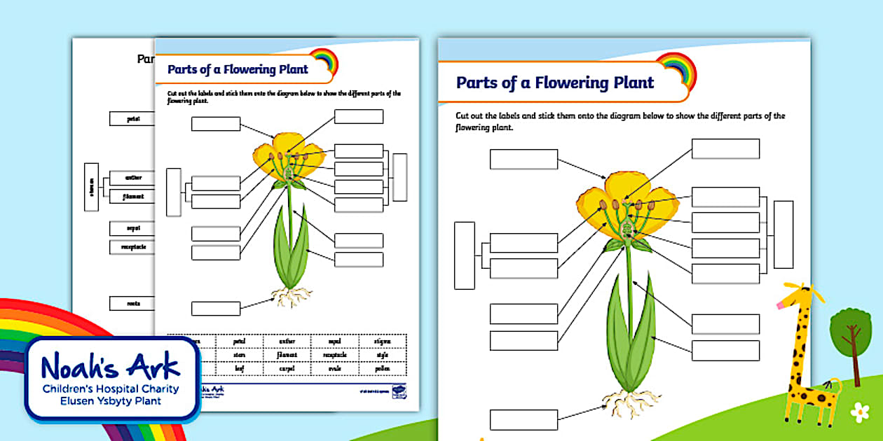 FREE! - Parts of a Flowering Plant Cut and Stick Activity Sheet