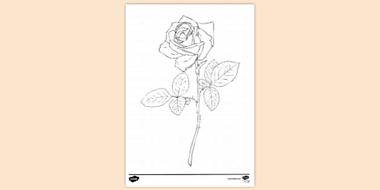 Rose Colouring | Colouring Sheets (teacher made) - Twinkl