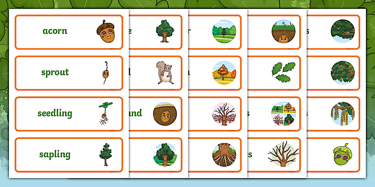 Little Acorns Word Cards (teacher made) - Twinkl