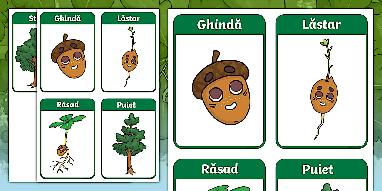 Micuțele ghinde: Ciclul de viață al stejarului – Cartonașe