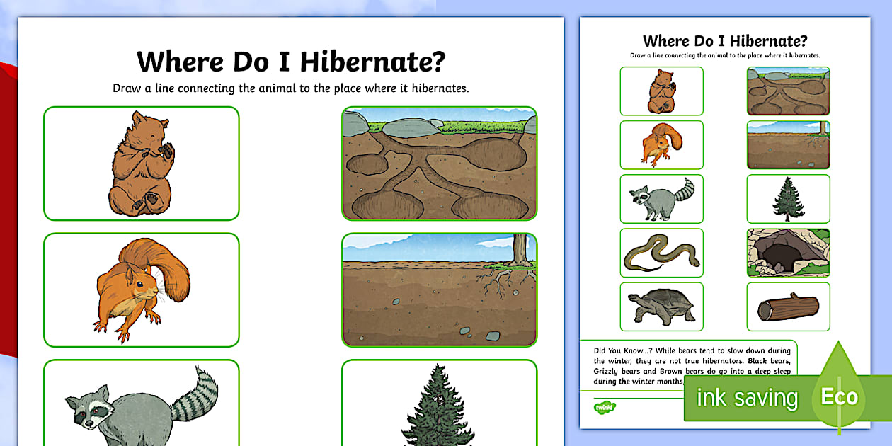 Hibernation Sorting Activity (teacher made) - Twinkl