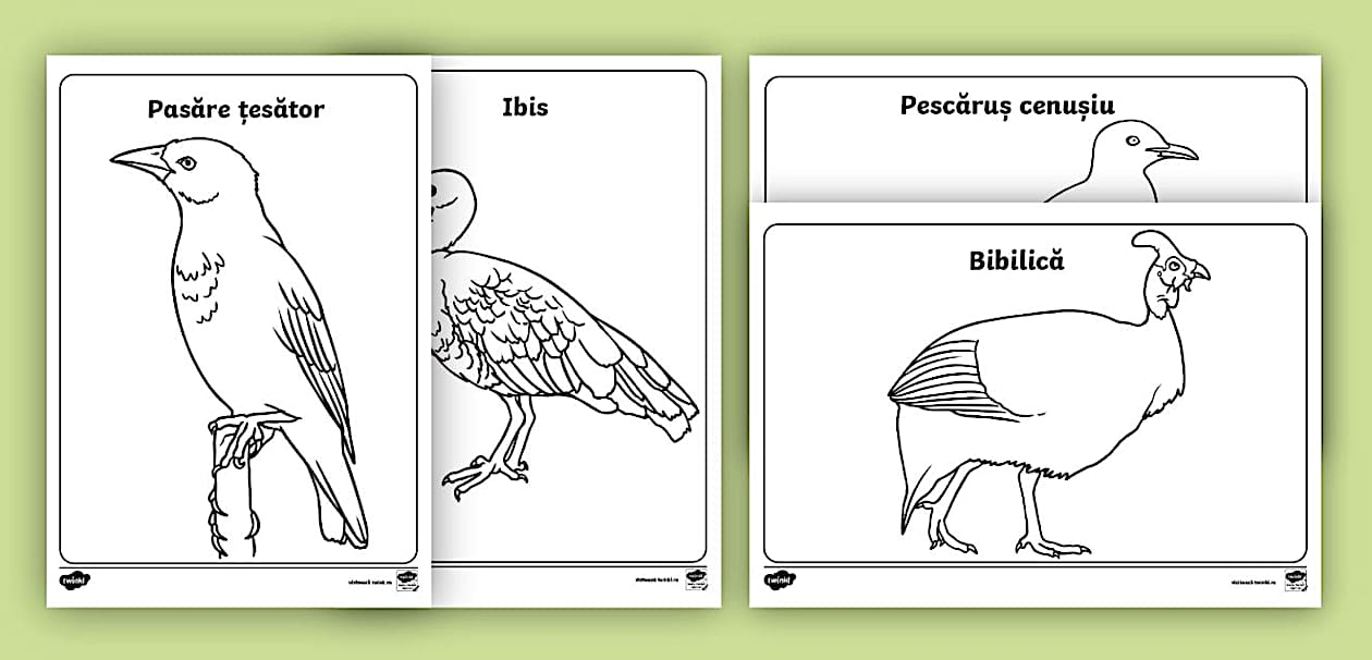 Păsări din Africa de Sud – Desene de colorat - Twinkl