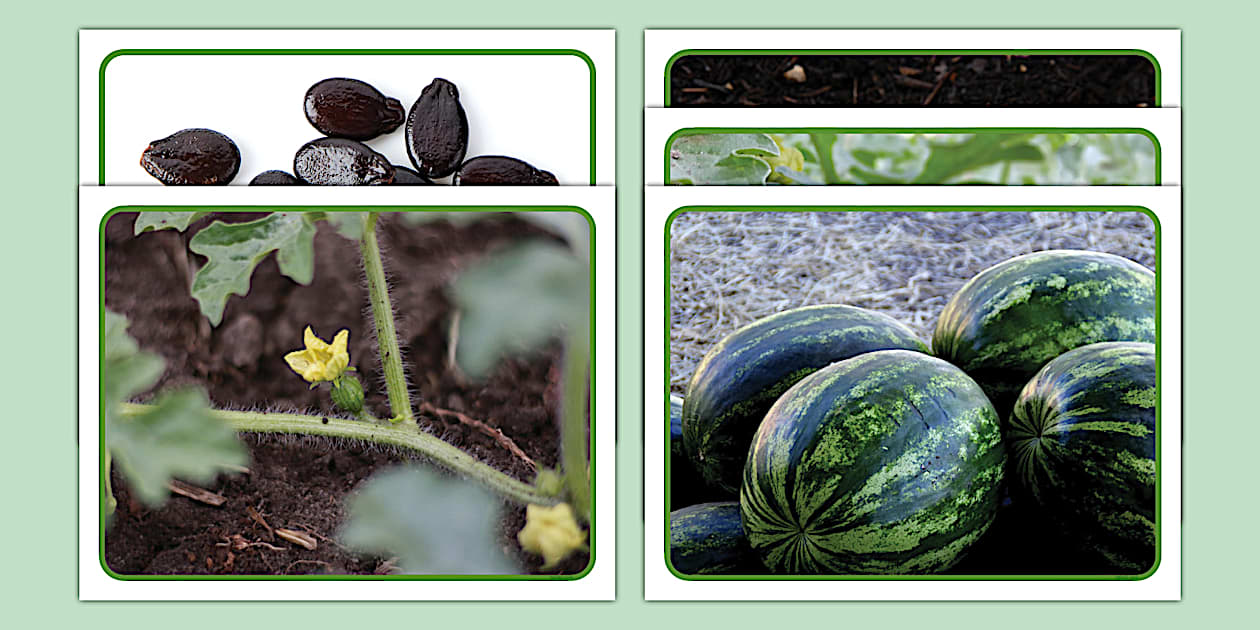Life Cycle of a Watermelon Posters (teacher made) - Twinkl