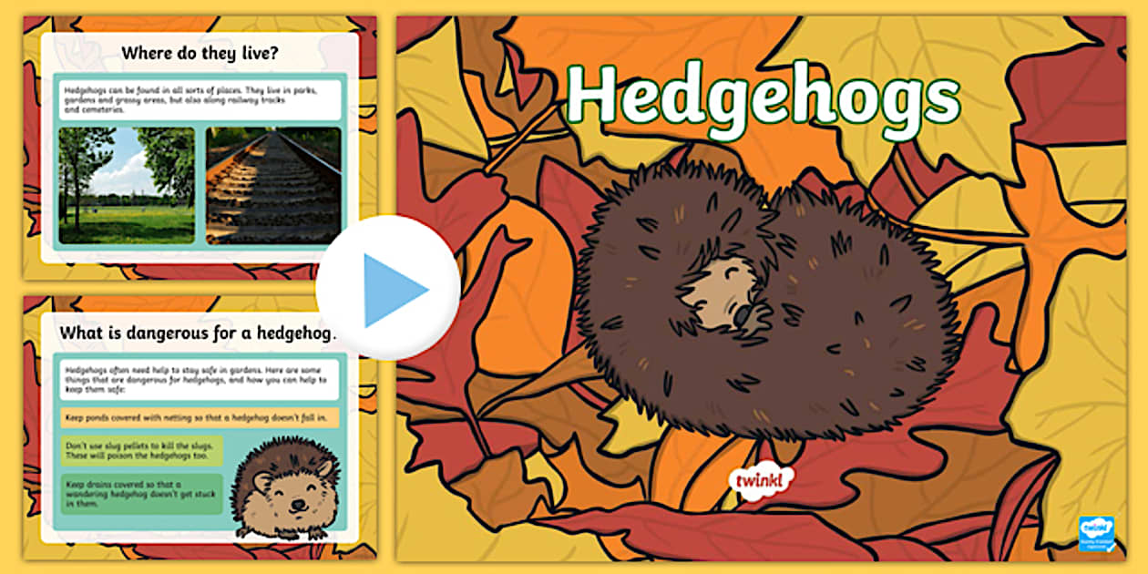 Hedgehogs PowerPoint - Wildlife and Environment - Twinkl