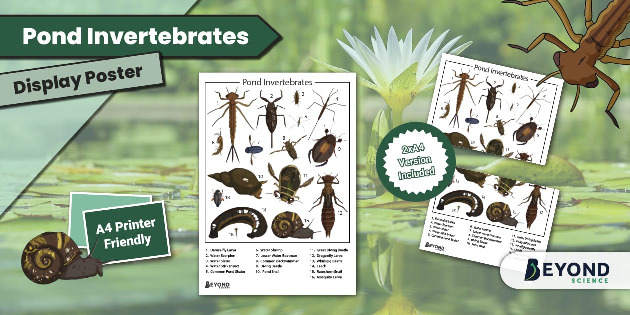 Pond Invertebrates Poster | Science | Beyond Secondary