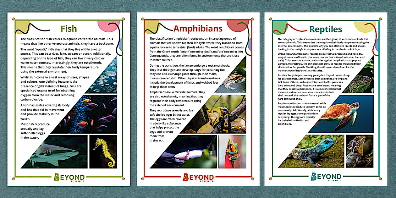 Characteristics of Animals Posters (teacher made) - Twinkl