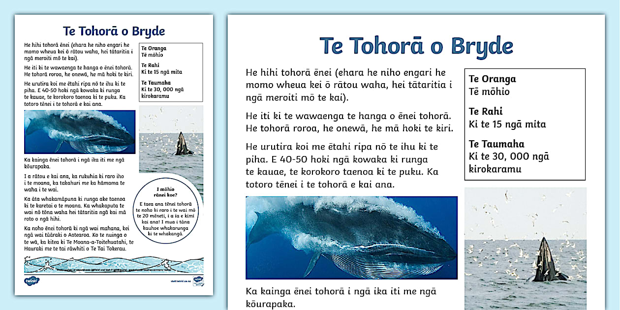 Te Tohorā o Bryde - Bryde's Whale (Hecho por educadores)