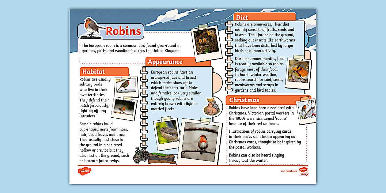 KS2 Robin Fact File | Birds | Animals | Twinkl - Twinkl