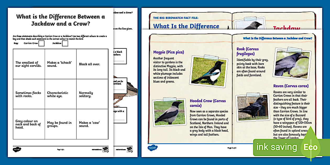 Difference between a Jackdaw and Crow | Crow identification
