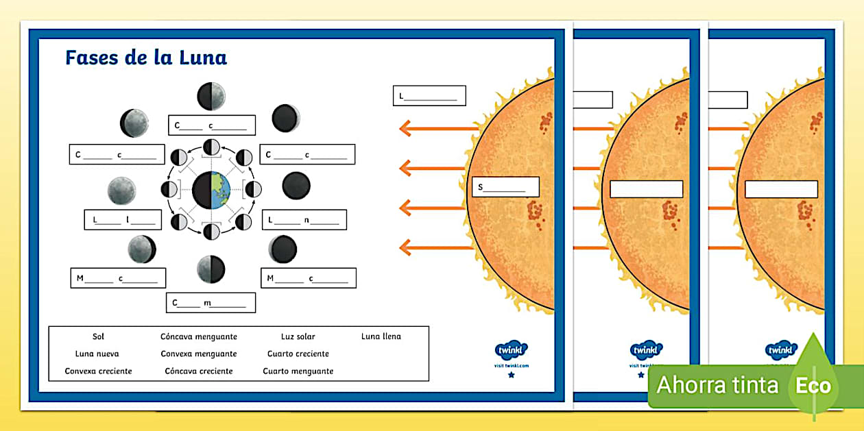 Ficha de actividad por niveles: Etiqueta las fases de la Luna