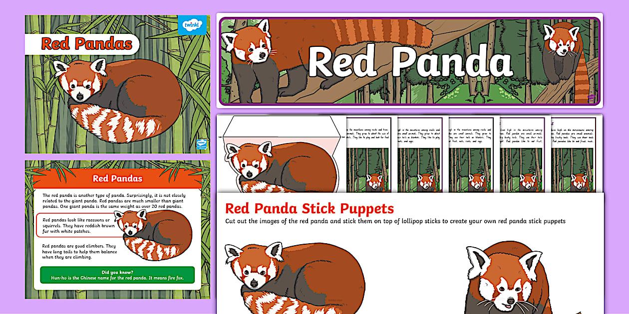 Red Panda Pack | F-2 Animals and Living Things - Twinkl