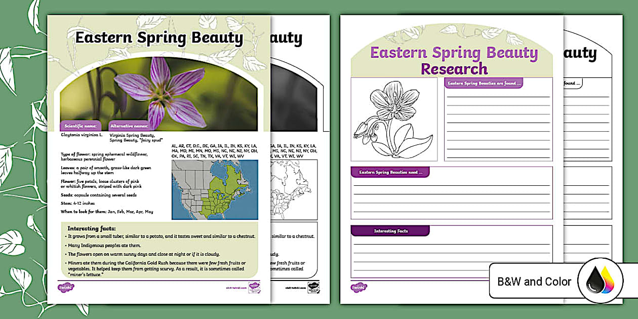 Eastern Spring Beauty Identification Poster (teacher made)