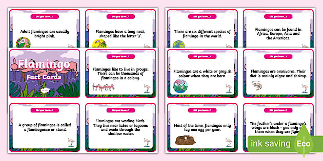 Flamingo Fact Cards (teacher made) - Twinkl