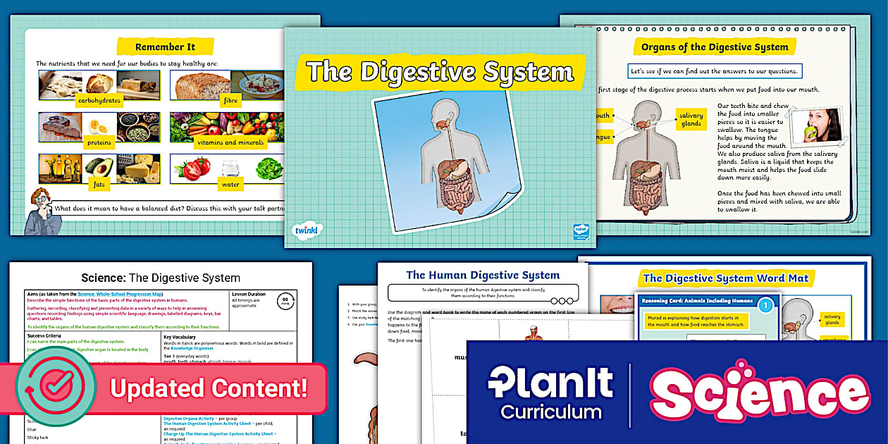 Year 4 Digestive System Lesson Pack