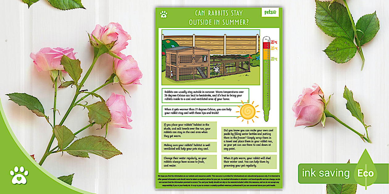 Can Rabbits Stay Outside in Summer? - Information Sheet