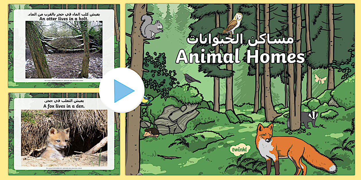 Woodland Animal Habitats PowerPoint Arabic/English - Twinkl
