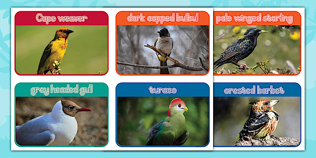 Birds of South Africa Photo Flashcards - Twinkl