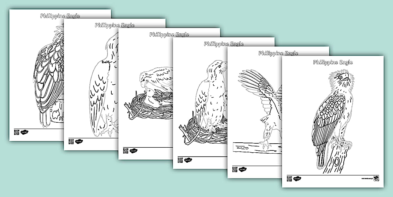 Philippine Eagle Drawing Activity | Grade 1 | Twinkl