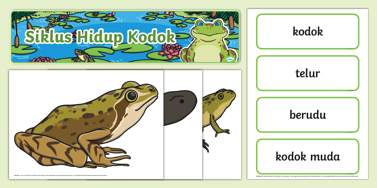 Frog Life Cycle Wall Chart and Word Cards - Indonesian