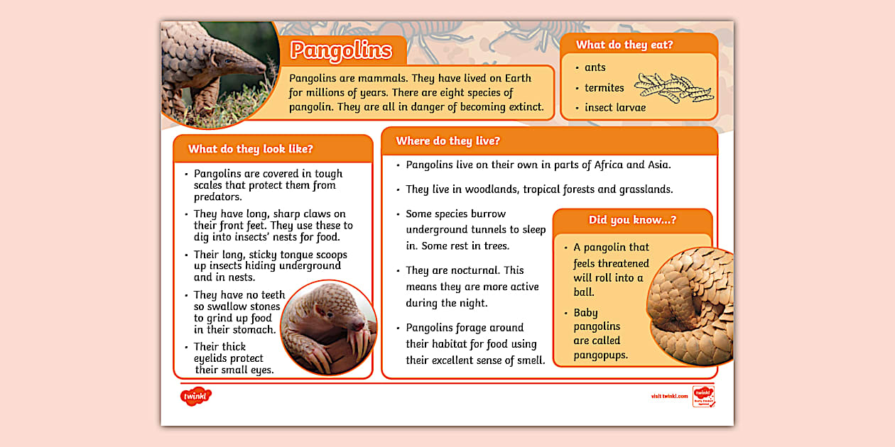 KS1 Pangolin Fact File - KS1 (teacher made) - Twinkl