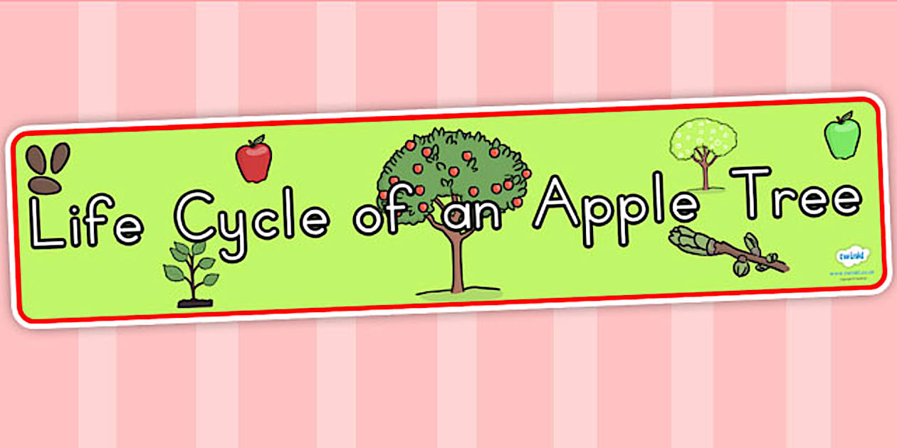 Apple Tree Life Cycle Display Banner (teacher made) - Twinkl