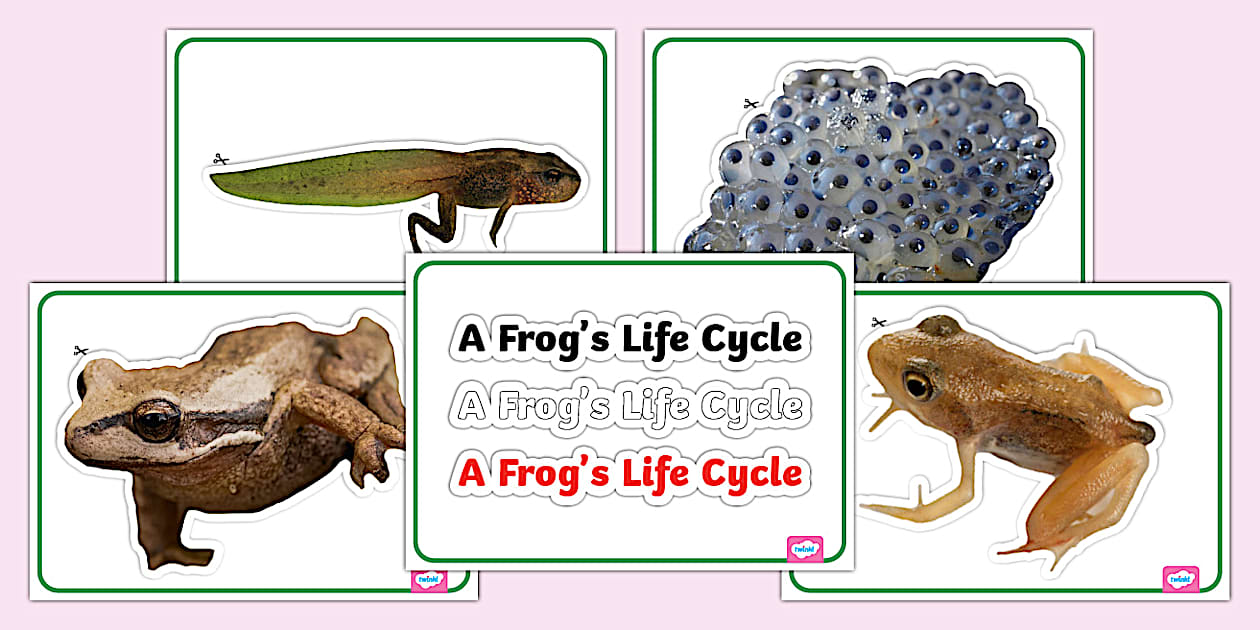 Frog Life Cycle Cut-Outs (Teacher-Made) - Twinkl