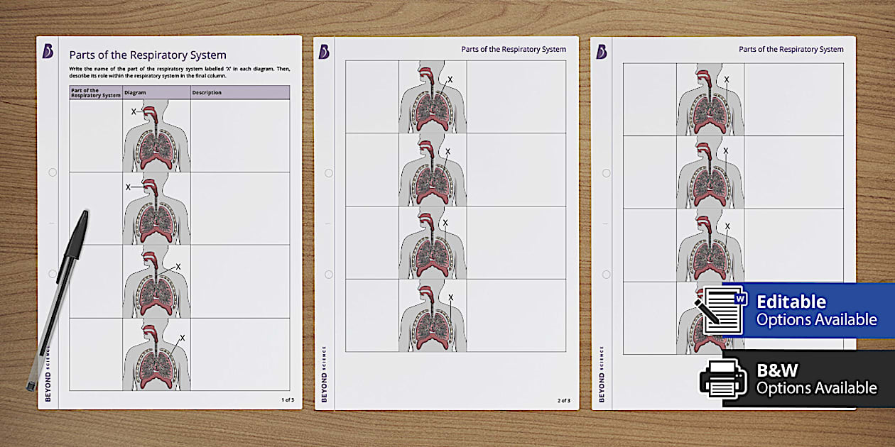 Parts of the Respiratory System - Breathing System Worksheet