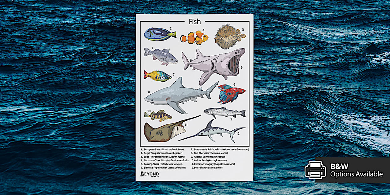 Fish Display Poster (teacher made) - Twinkl