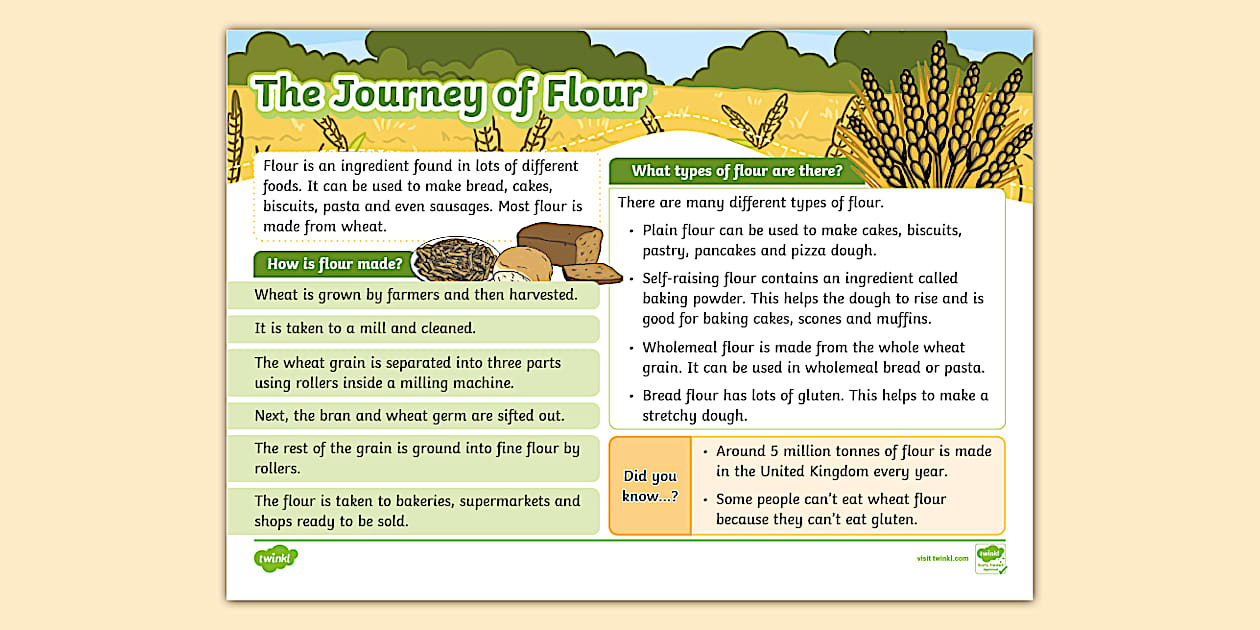 The Journey of Flour Fact File - KS1 - Science - Twinkl