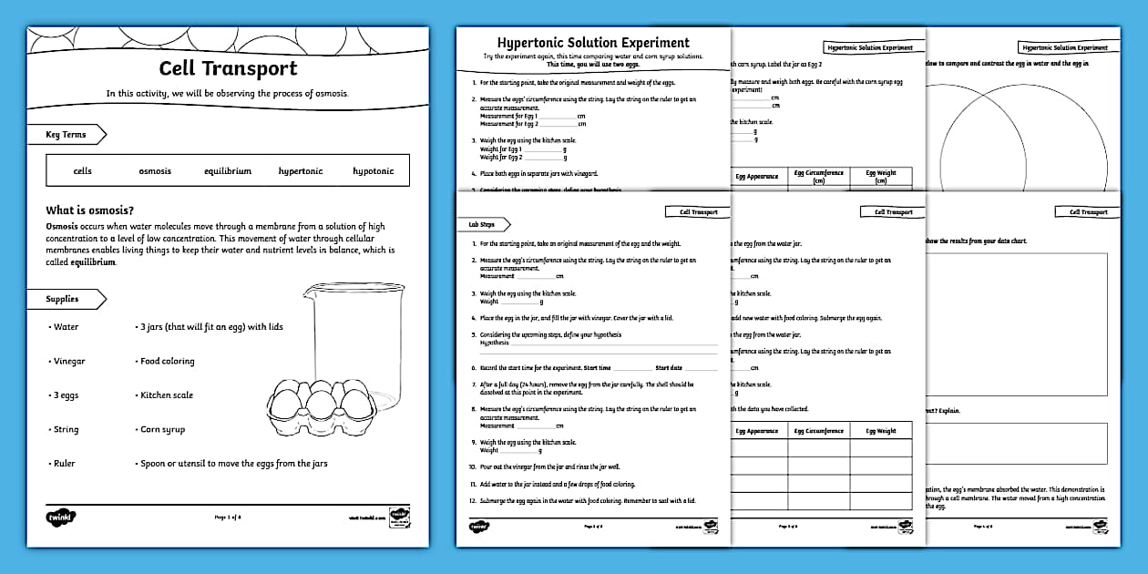 Cell Transport Review Worksheet | Science | Twinkl USA