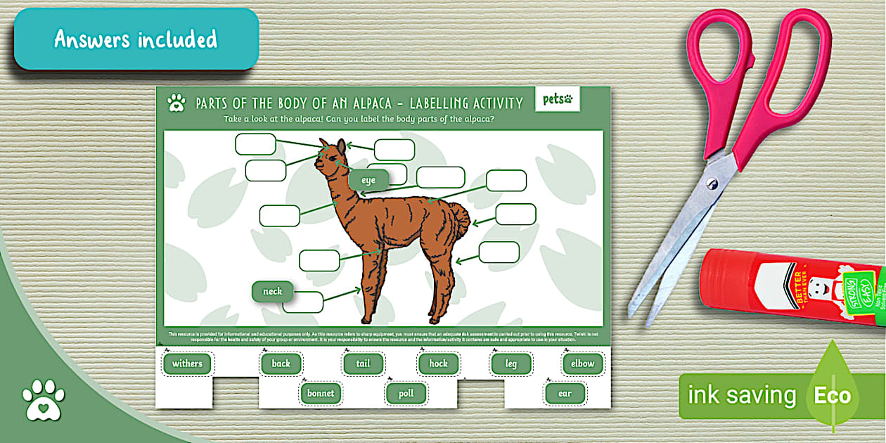 Parts of the Body of an Alpaca - Labelling Activity - Pets