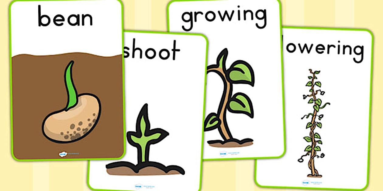 Life Cycle of a Bean Display Posters (teacher made) - Twinkl
