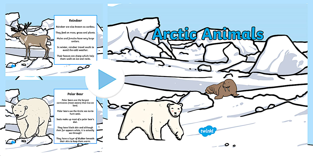 Arctic Animals PowerPoint - Teaching Resource (teacher made)