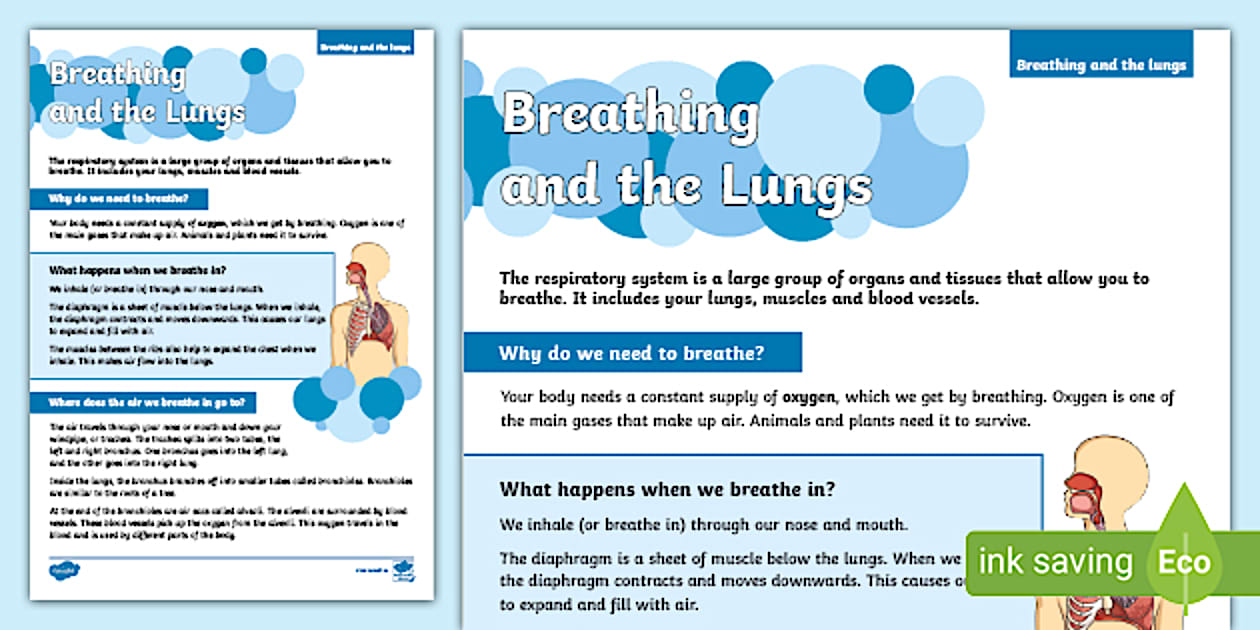 Breathing and the Lungs Fact File (teacher made) - Twinkl