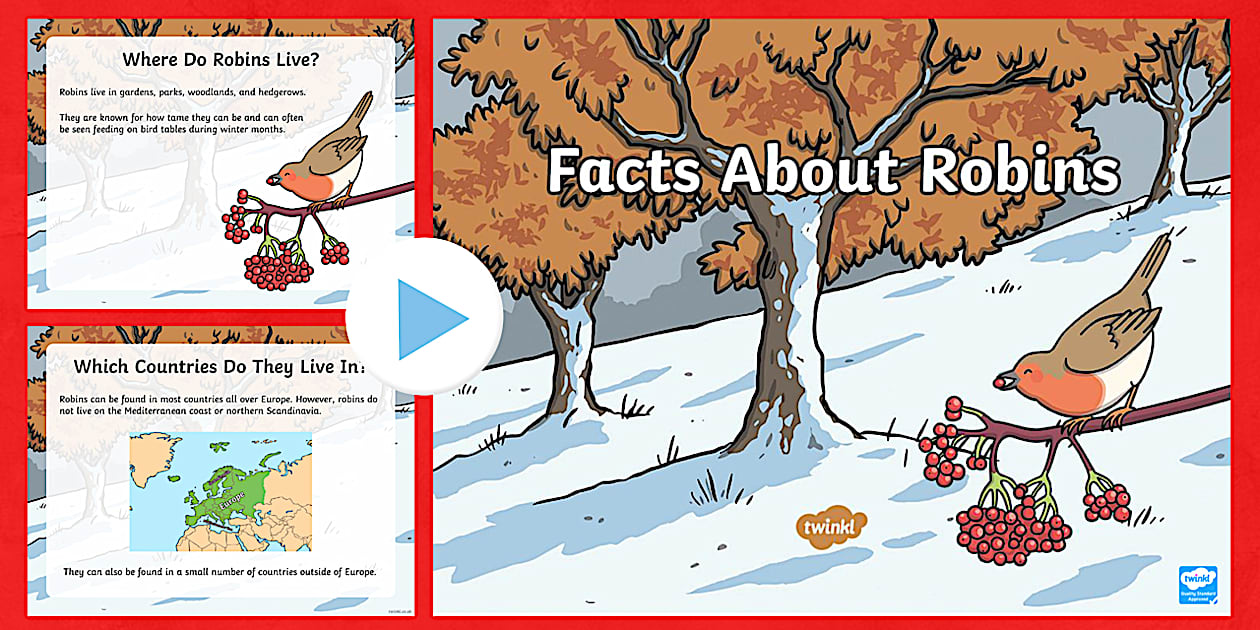 Printable KS1 Robin Fact File PowerPoint - Teacher-made