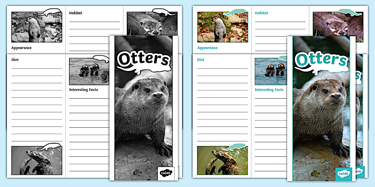 Otters Leaflet Template (teacher made) - Twinkl