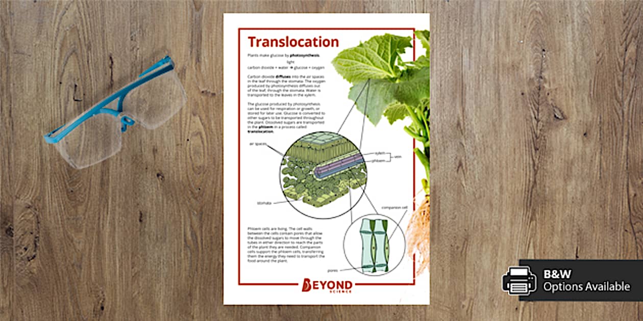 Translocation in Plants Information Poster | GCSE Science
