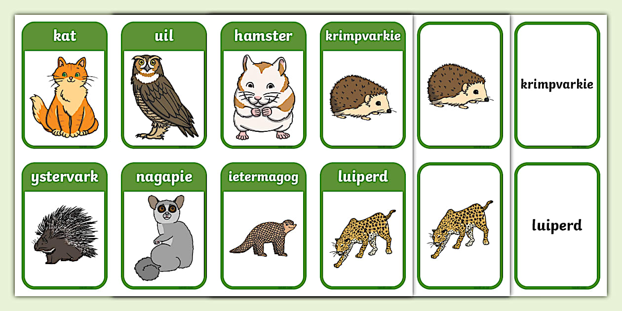 Diere in die Nag Woordkaarte (teacher made) - Twinkl