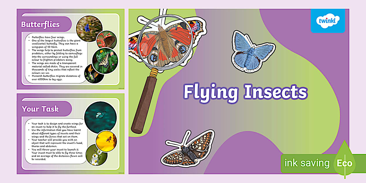 Flying Insects PowerPoint (teacher made) - Twinkl