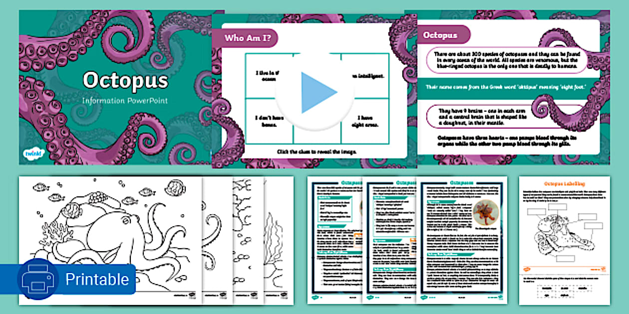 All About An Octopus Pack | Octopus Facts | South Africa