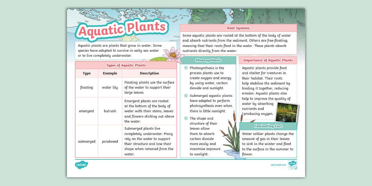 Aquatic Plants Fact File - Twinkl - KS2 (teacher made)