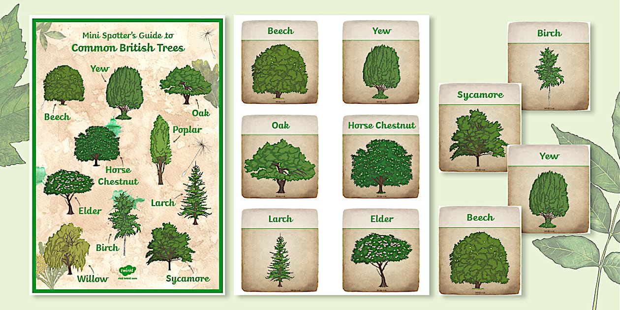 UK Tree ID Guide (Teacher-Made) - Twinkl