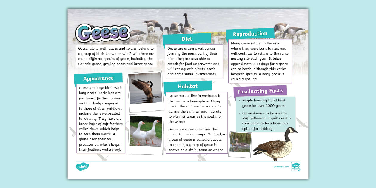 KS2 Geese Fact File (teacher made) - Twinkl