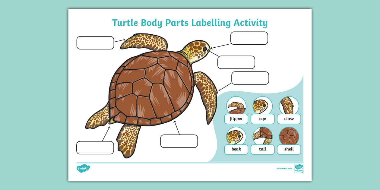 Kindergarten Labelling Parts of a Turtle Worksheet | Twinkl