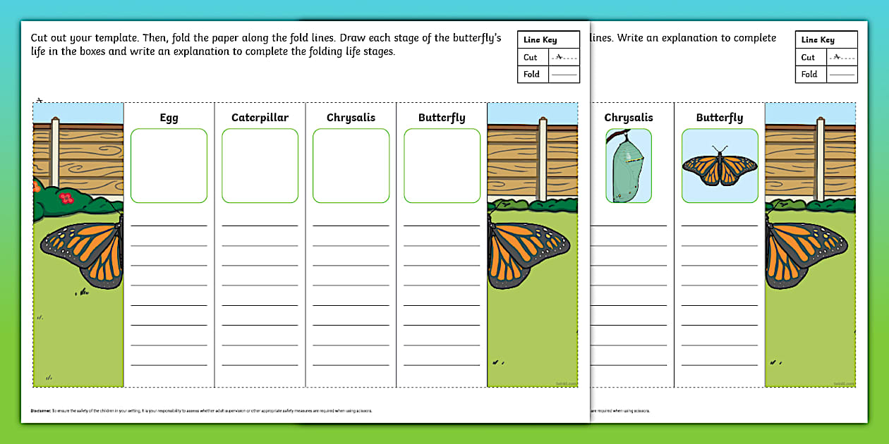 Butterfly Folding Life Stages Template - Twinkl