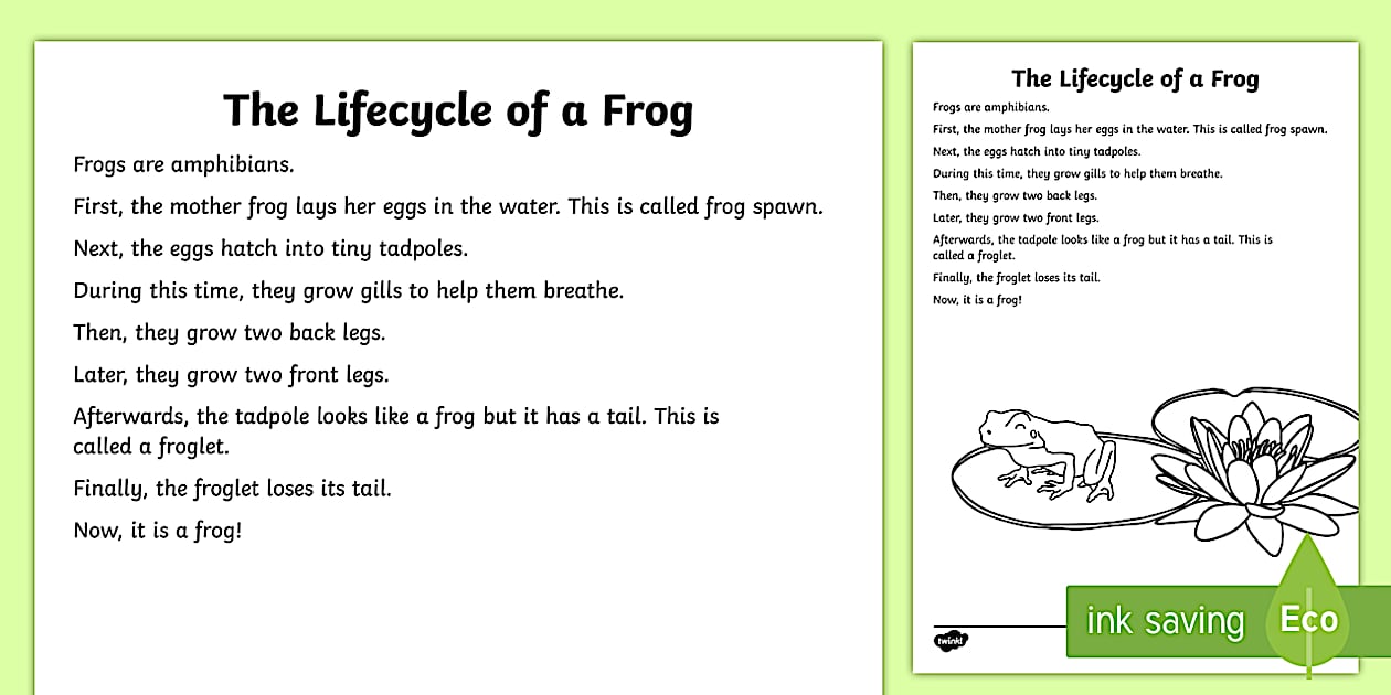 The Lifecycle of a Frog Explanation Writing Sample - Twinkl