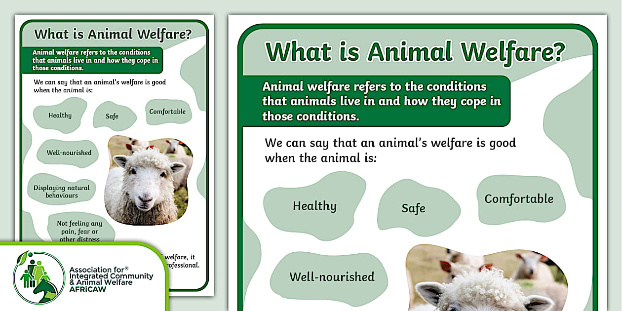 FREE! - Animal Welfare Poster - AFRiCAW - Twinkl South Africa