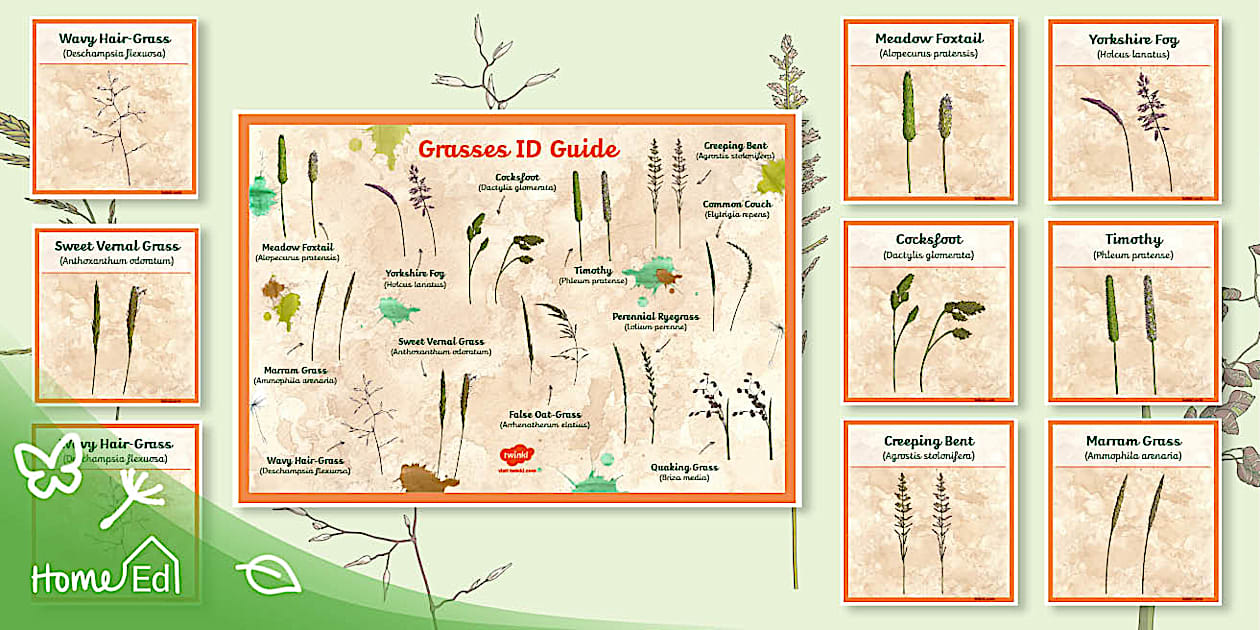 Grasses ID Guide (teacher made) - Twinkl