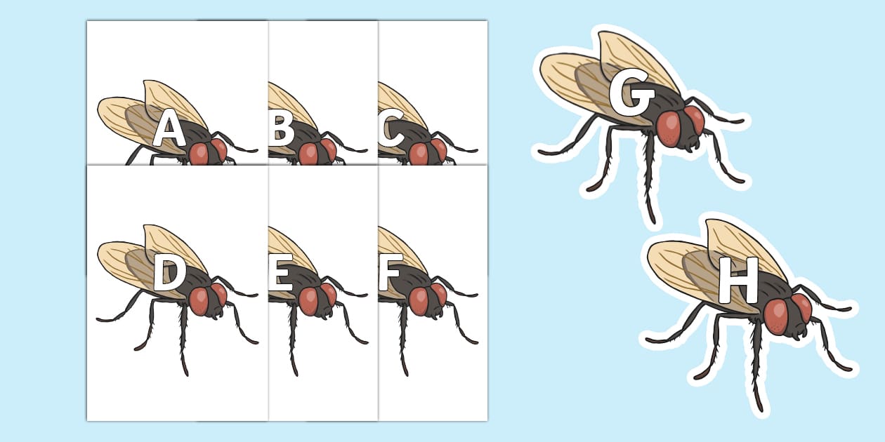 A-Z Alphabet on Flies (teacher made) - Twinkl